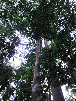 Trees, Plants & more: The tempinis tree