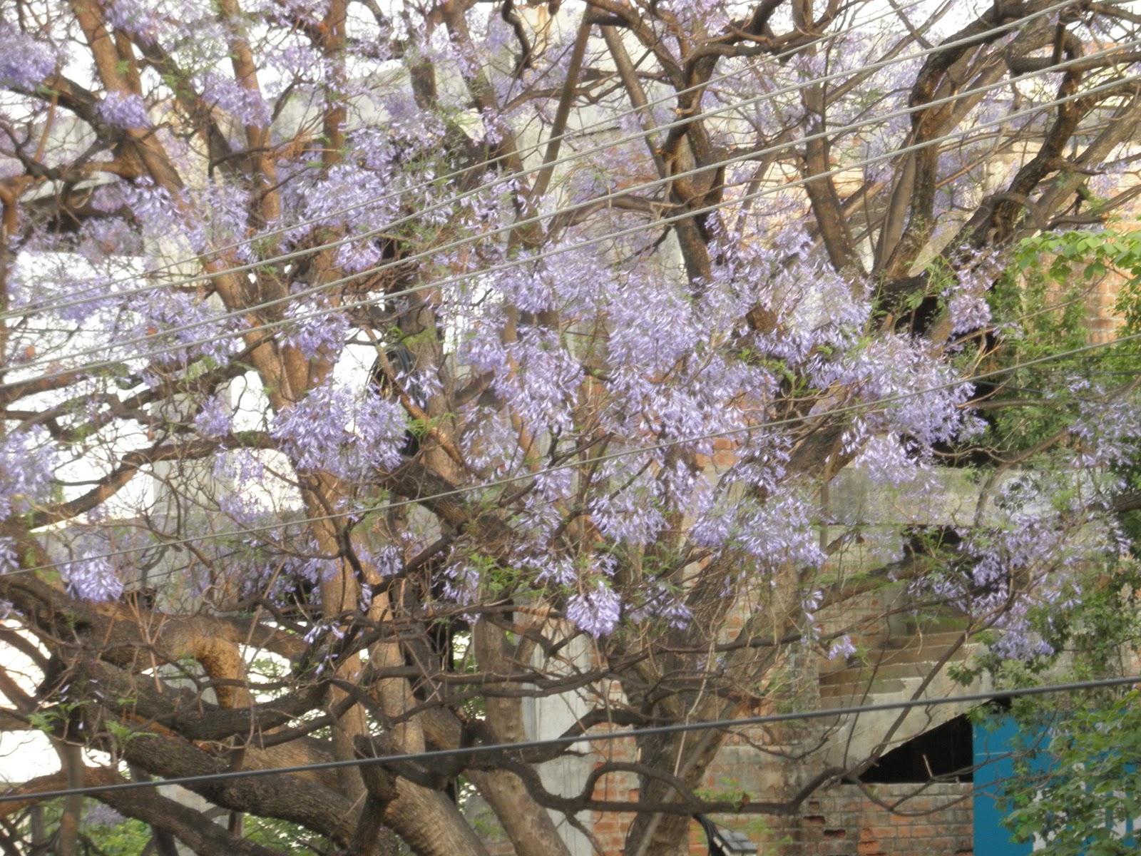 Trees, Plants & more: Lavender