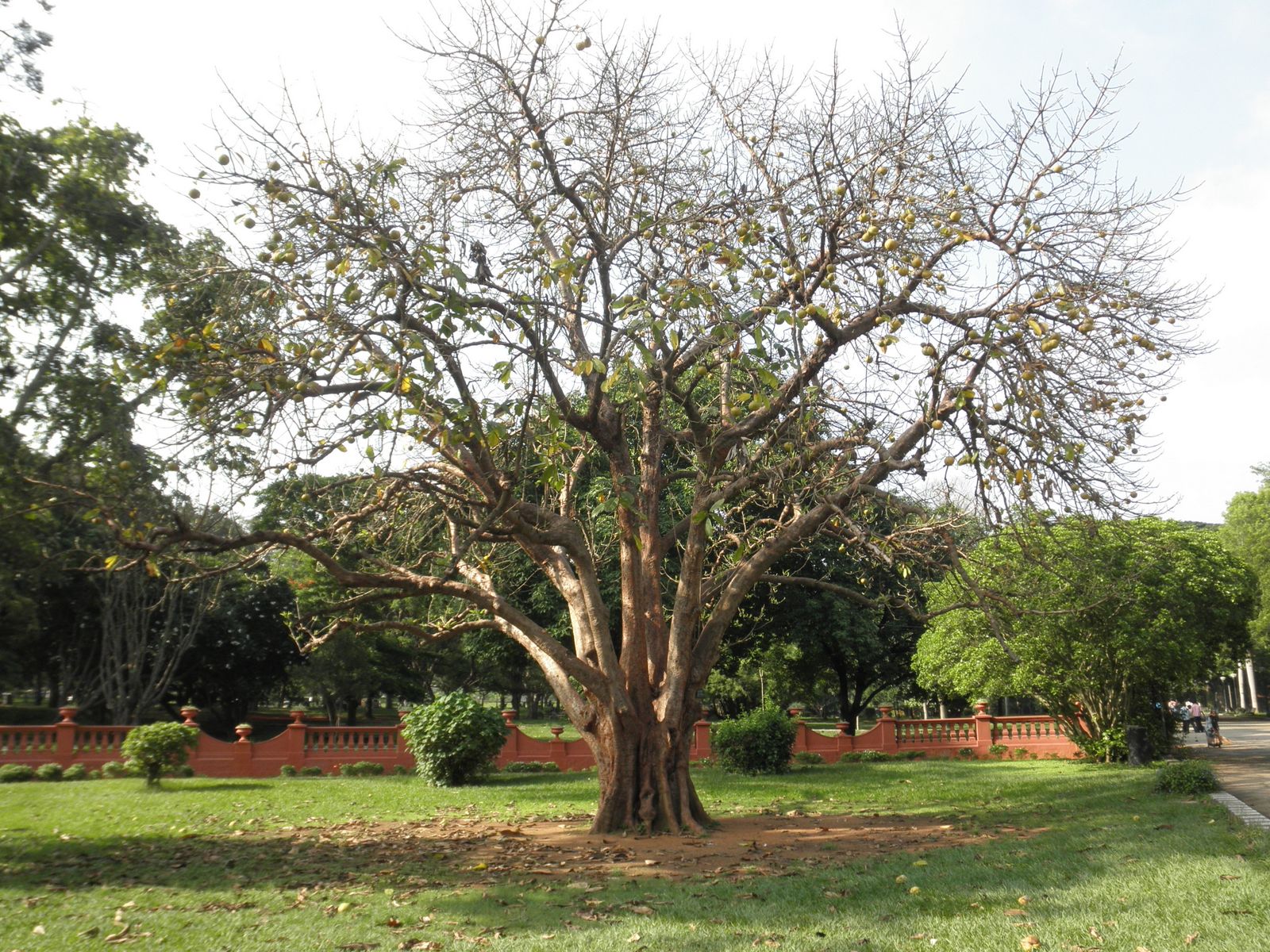 Trees, Plants & more: Elephant apple tree (Dillenia indica)