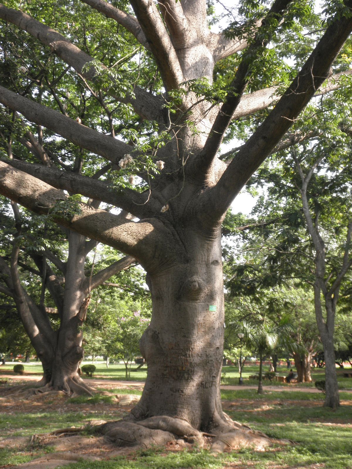 Trees, Plants & more: Bombax scopulorum - the white silk cotton tree