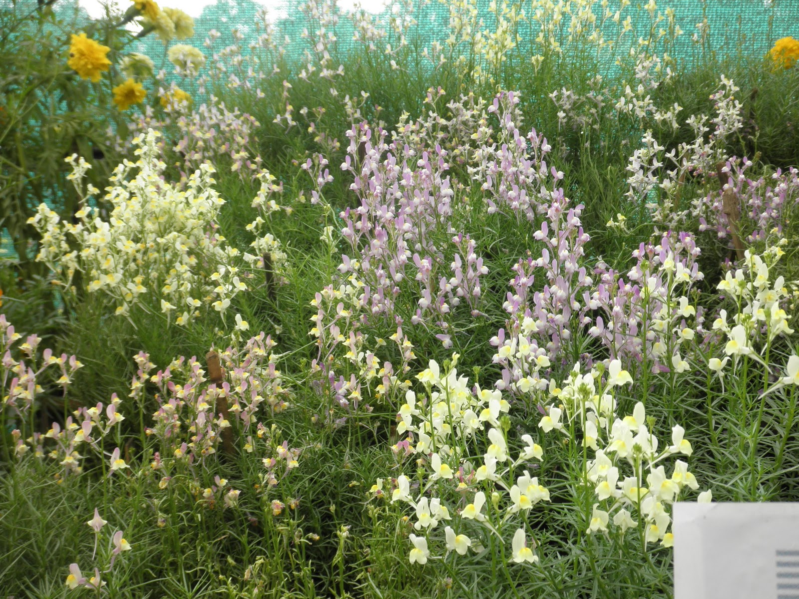 Trees, Plants & more: The ethereal linaria