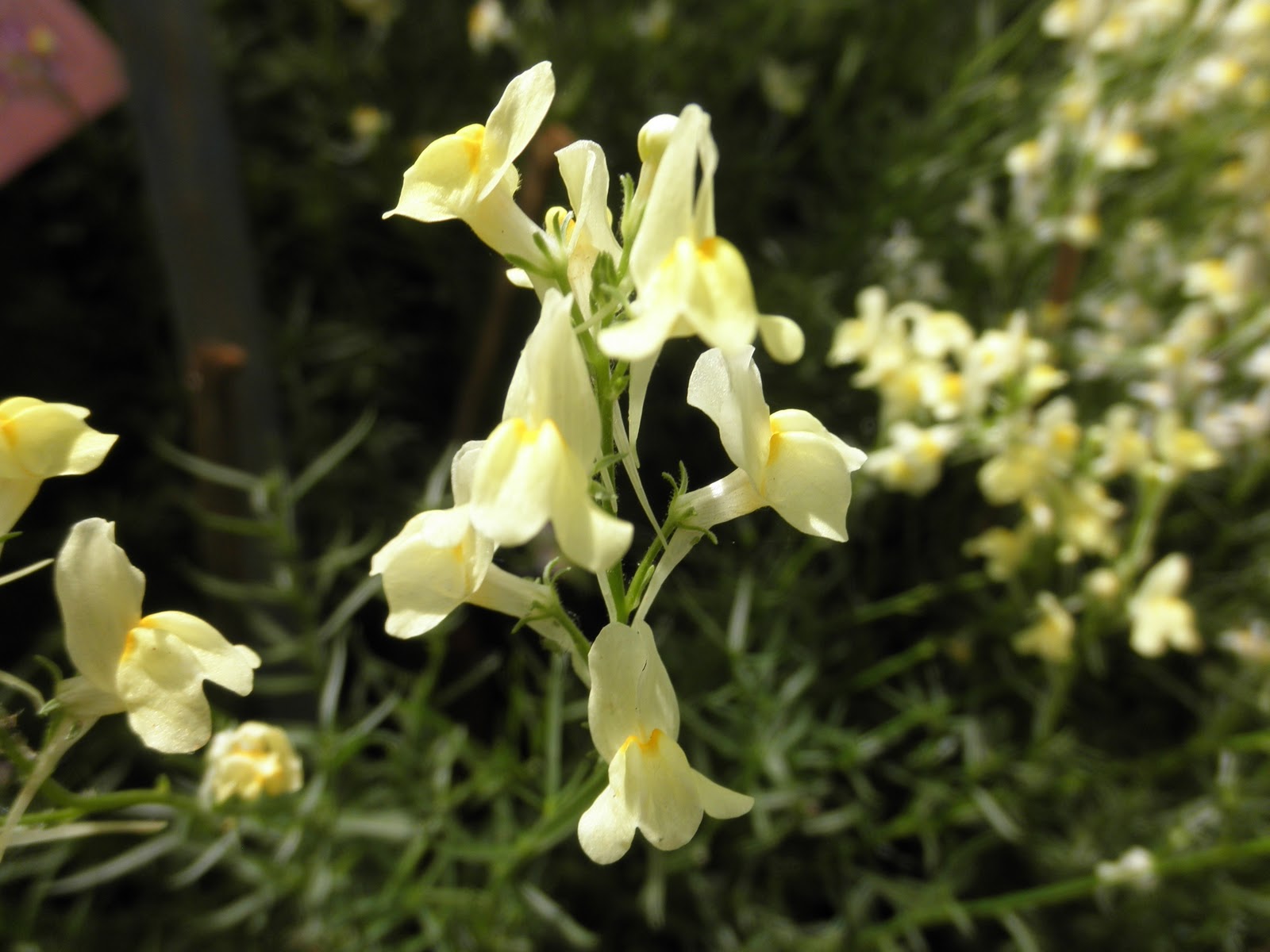 Trees, Plants & more: The ethereal linaria