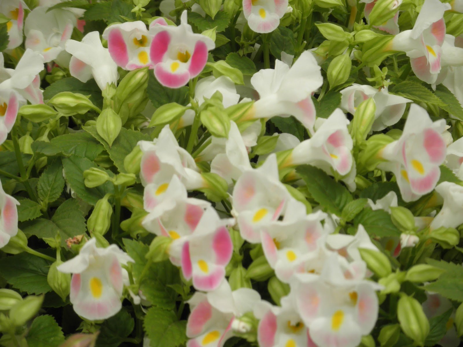 Trees, Plants & more: Torenia Indica - The wish bone flower