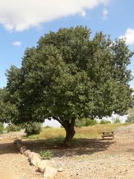 Health IT and the Carob Tree | On Health Care Tech & Policy