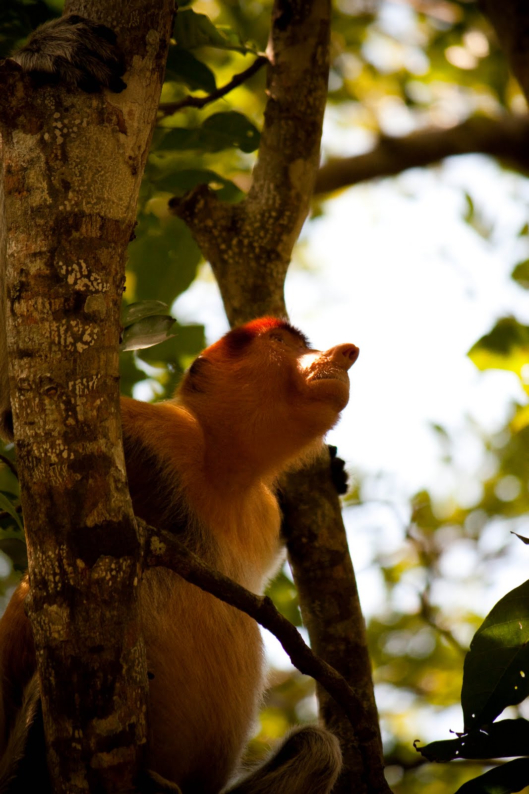 Wizz and Tom's Big Trip: Hello Borneo!