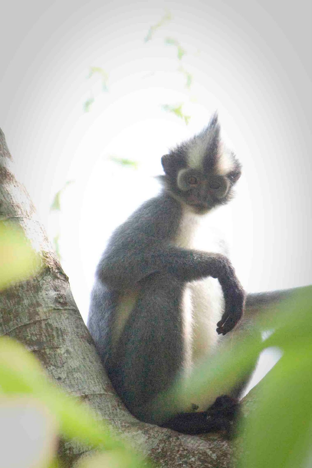 Wizz and Tom's Big Trip: Sumatra - an island of contrasts