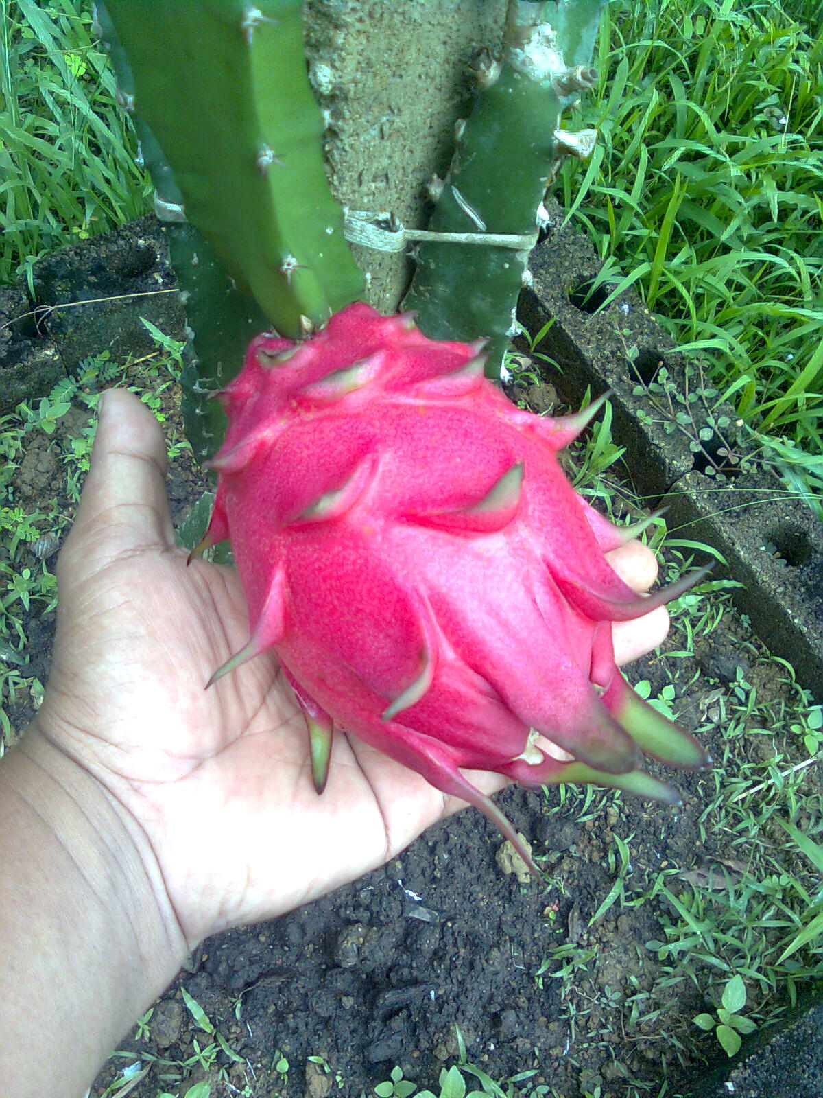 Dragon Fruit