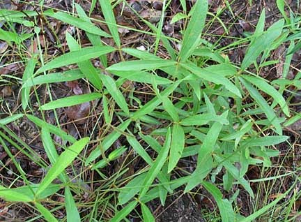 Ella Bay Forever: Rare Golden sleepy cod threatened by TERM sand mining ...