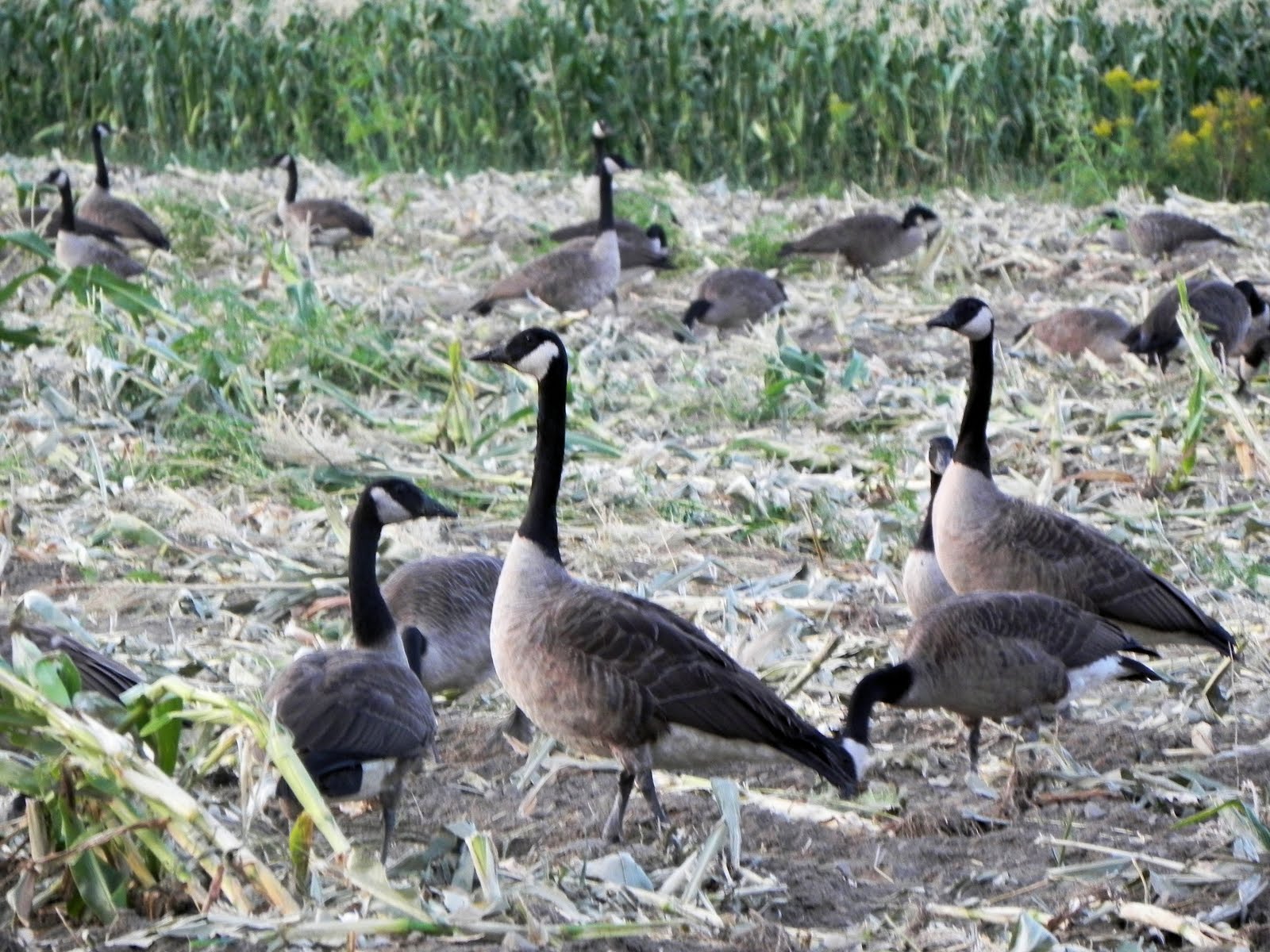 Life and the pursuit of happiness.: Sunset Farms