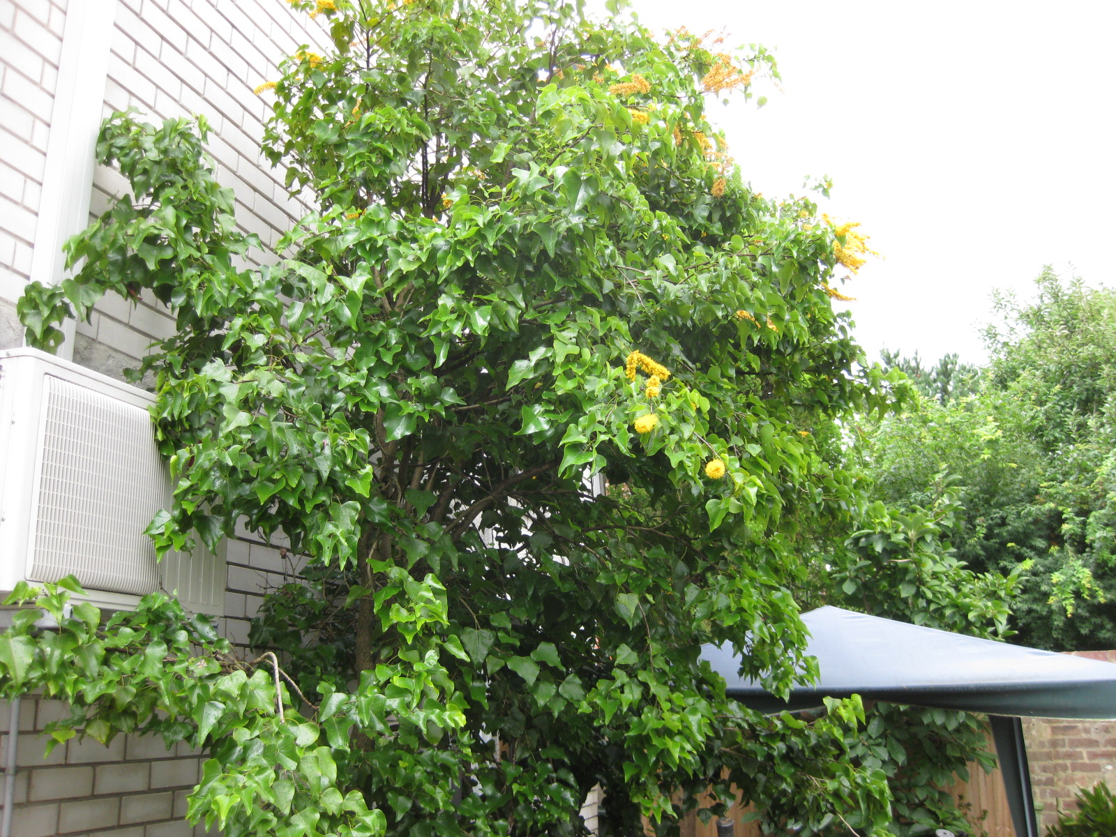 The Plantista: Crown of gold tree