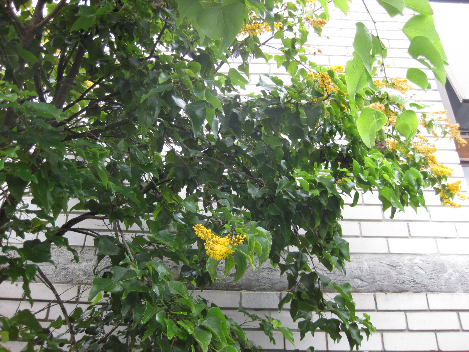 The Plantista: Crown of gold tree