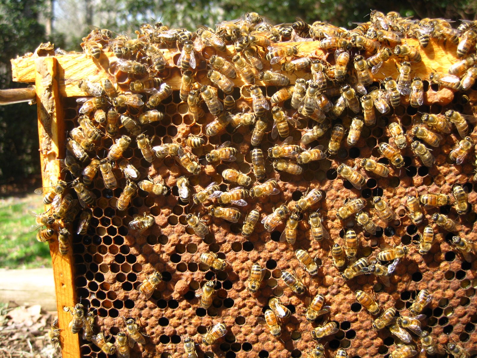 Linda's Bees: News of the L Hive
