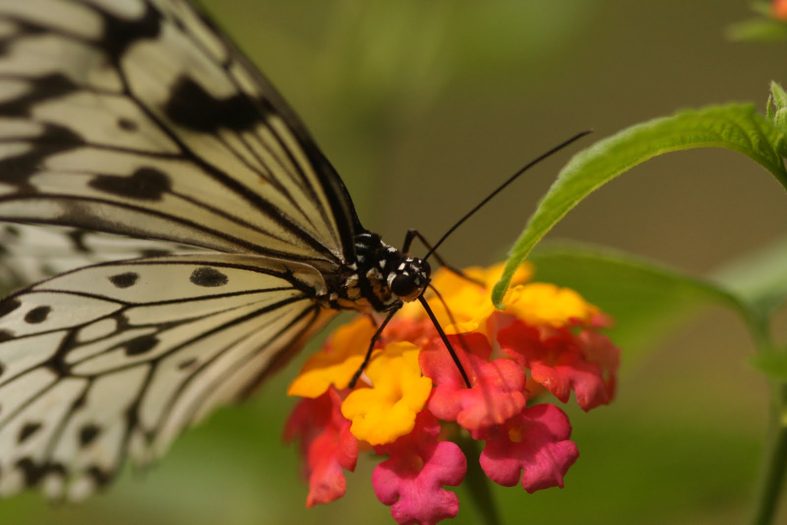 Mga kung anu-ano ni Turmukoy at Talampunay: Nagkakantutang paru-paro ...