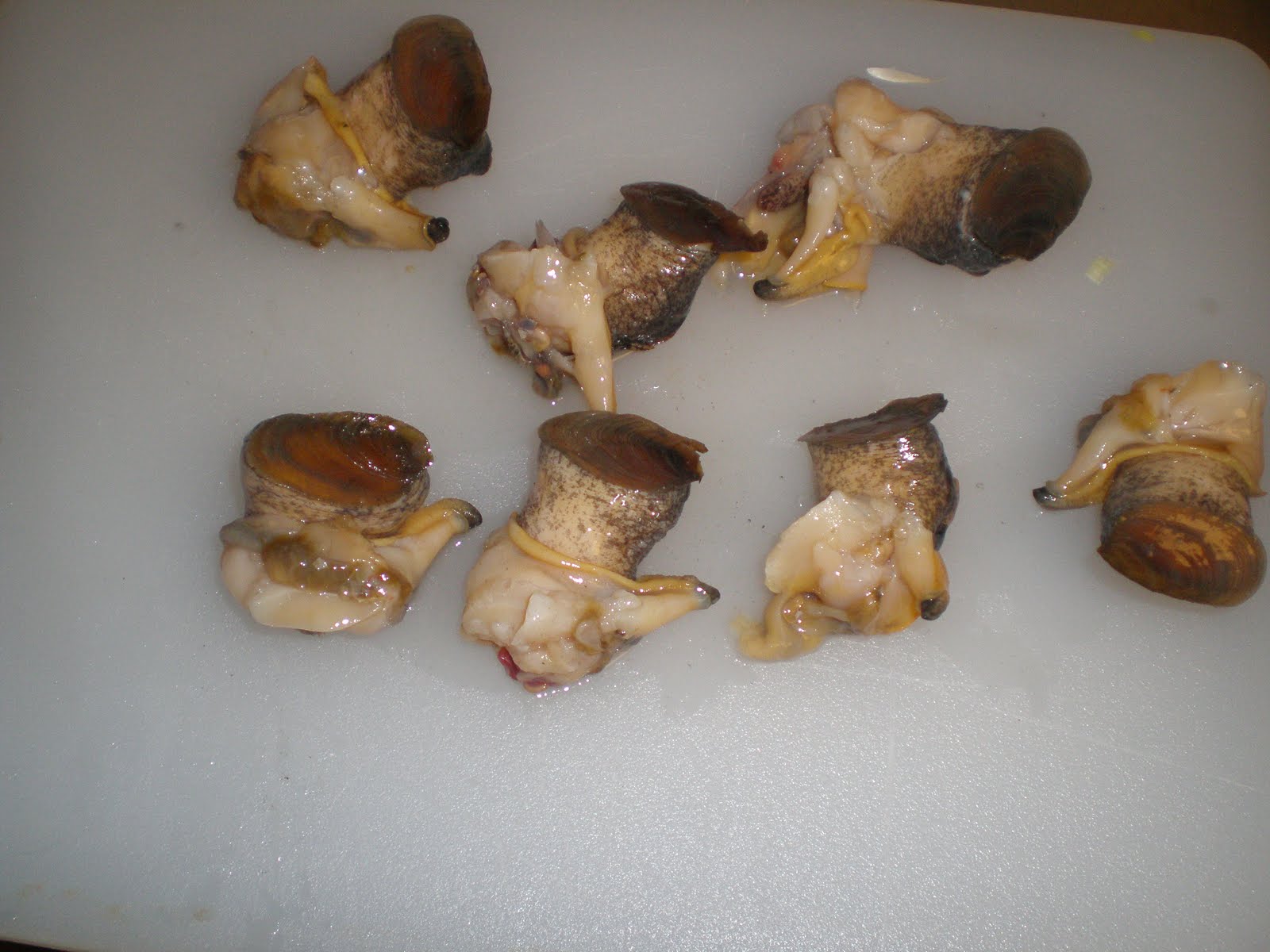 Eat Planet. Discover the World: Cayman Islands - Conch (pronounced "konk")