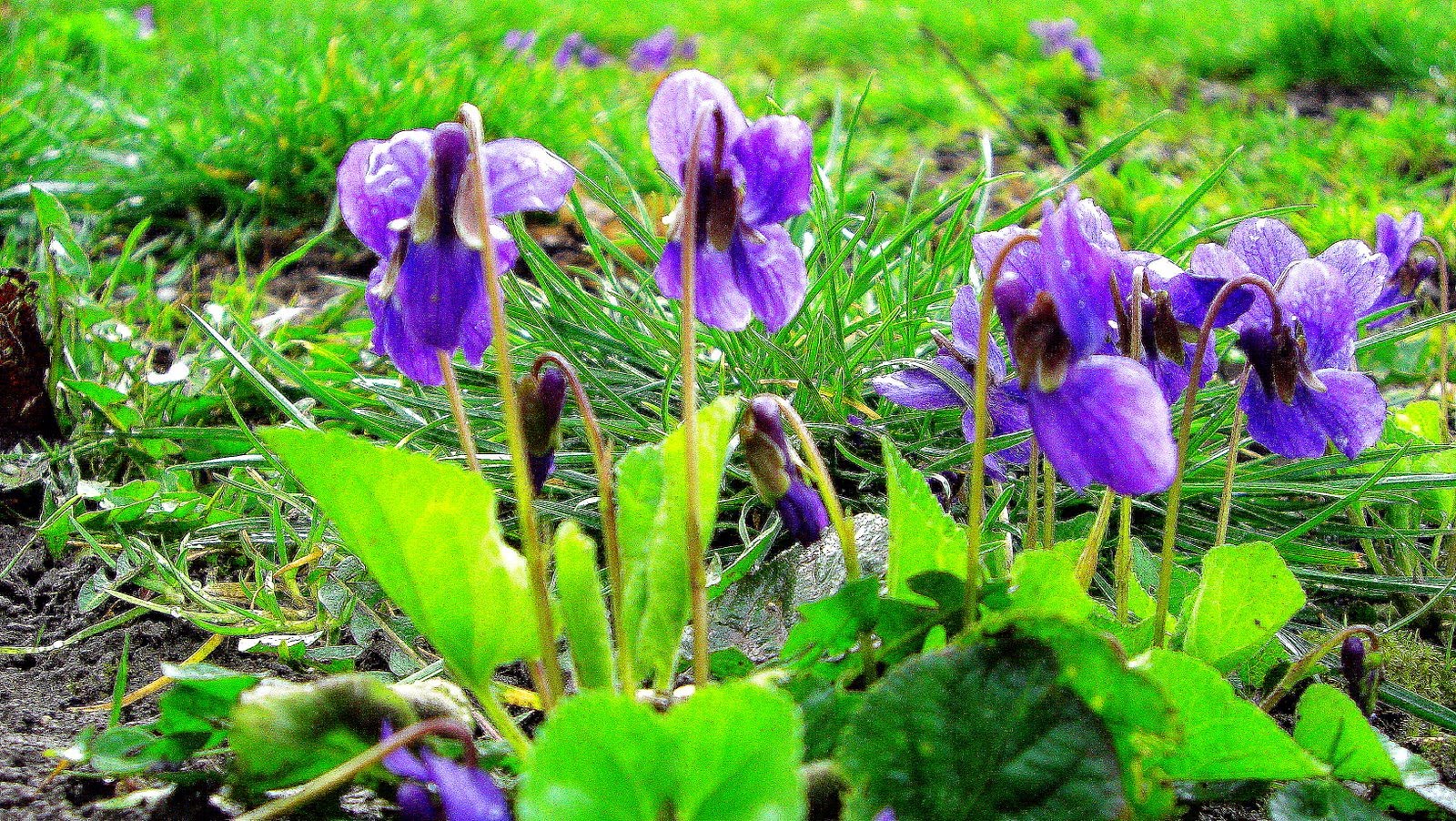 Paradisul Florilor: toporasi