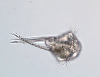 Invertebrate Embryology: Trochophore larva of the polychaete Sabellaria
