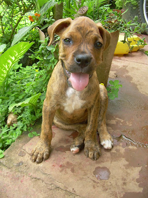 BOXER AMERICANO PURO - VICTOR