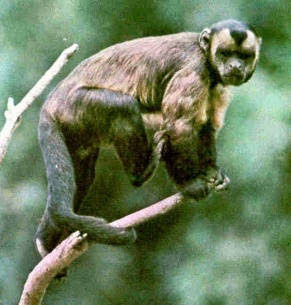 los animales: El mono cai