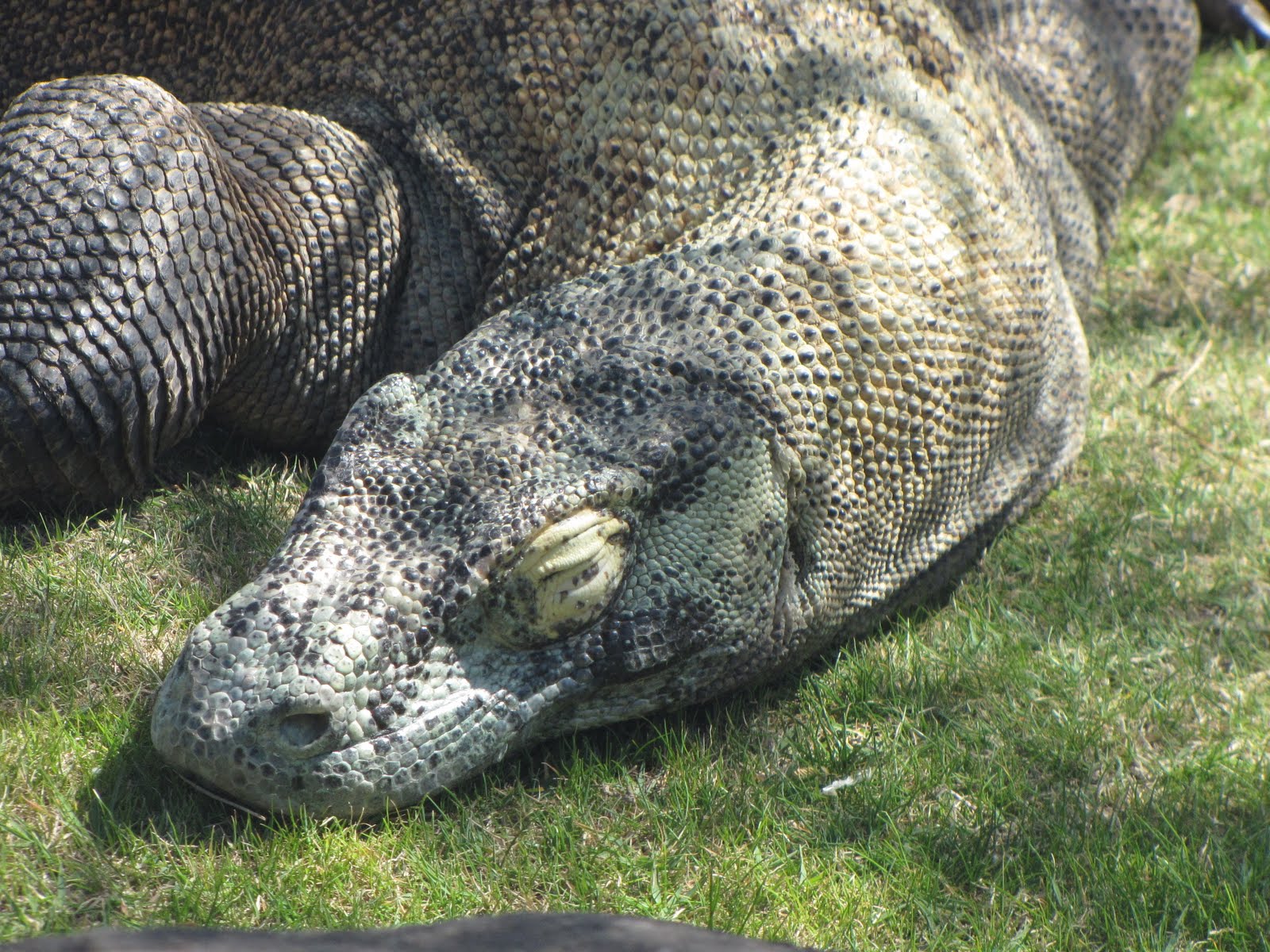 Em's Joie de Weird: Neither Rain, Nor Sleet, Nor Giant, Marauding ...