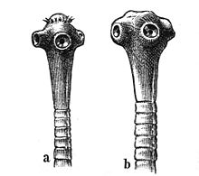 Galera Animal: Platelmintos