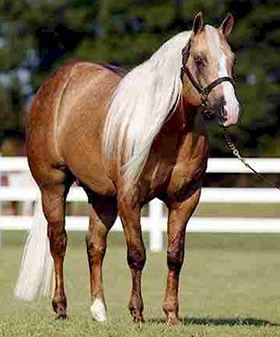 ABCR: Hall da Fama da Nacional Reining Horse Association (NRHA) 2011