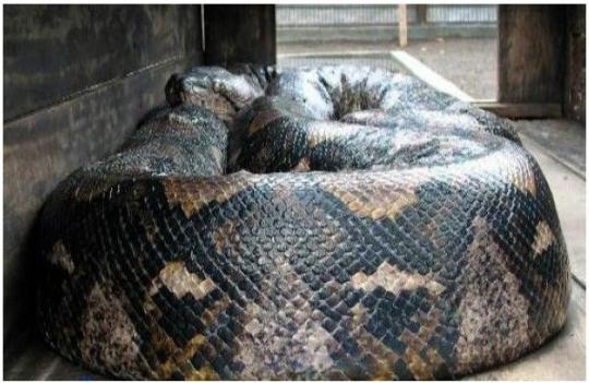 Photography Today: The biggest snake on earth