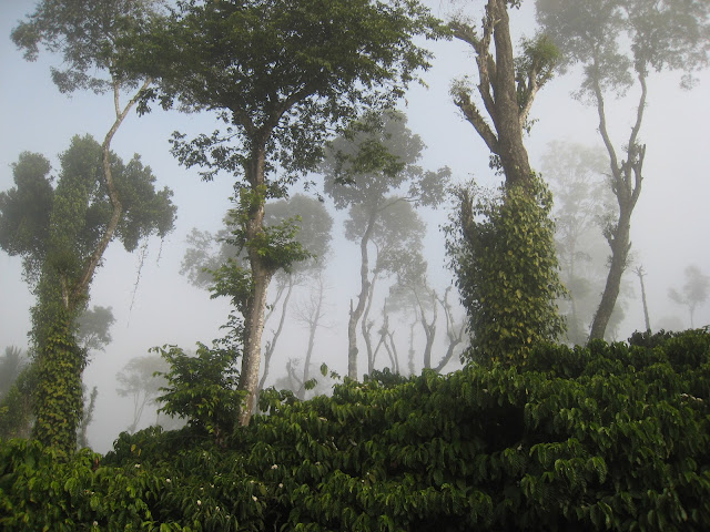 Photography Today: A Walk in the Morning Mist