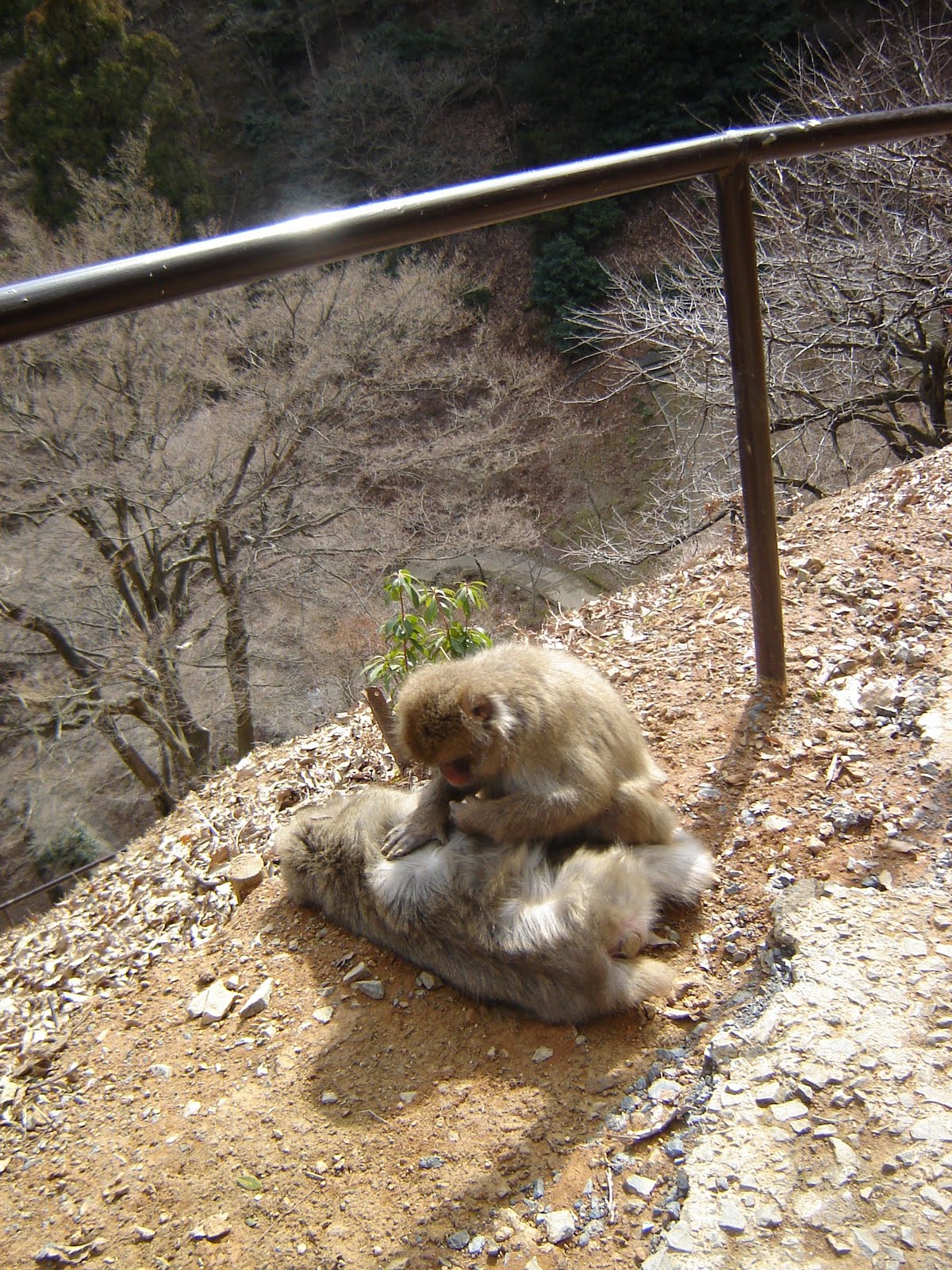 JAPAN: A NEW ADVENTURE: Monkey Mountain!!