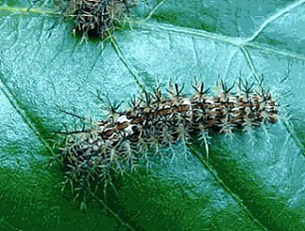 MENTE ,CEREBRO Y NEUROLOGIA: Estados Alterados de la conciencia ...