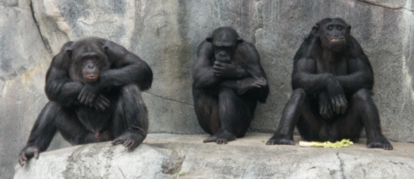 Czabe.com: The Chimps Are Champs