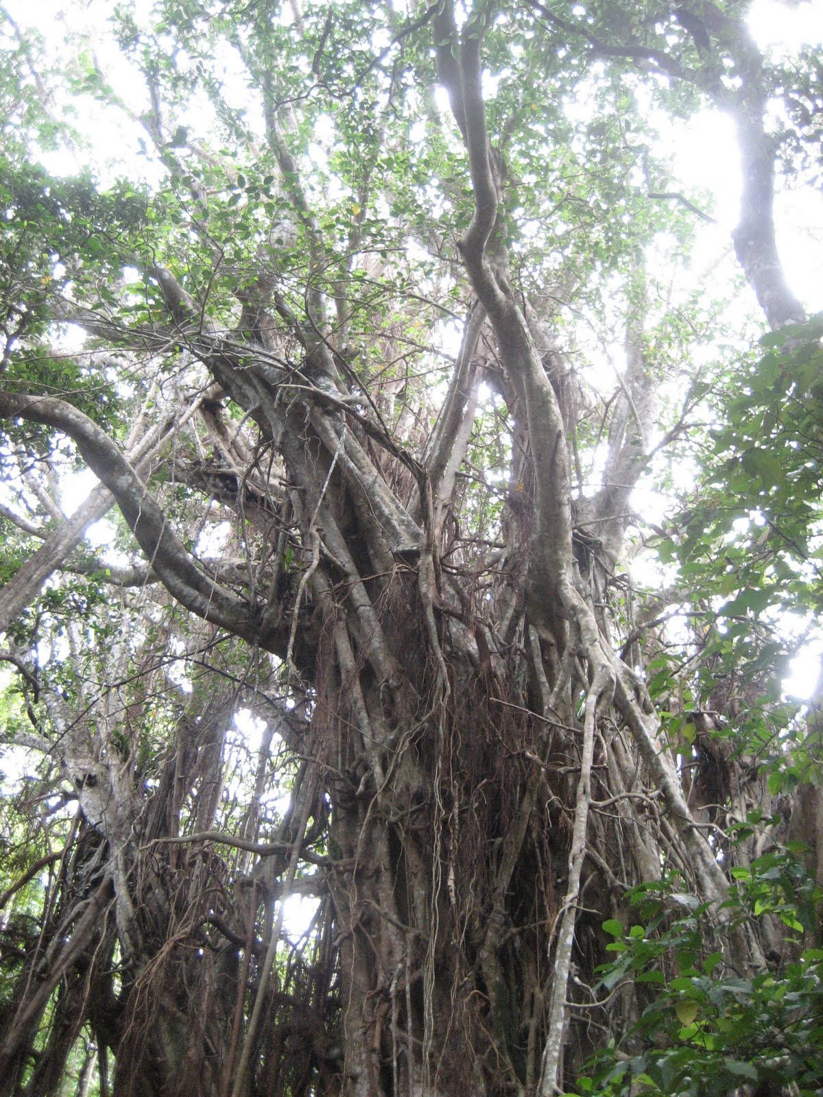 Intensive Share: Tonga Holiday, part 4