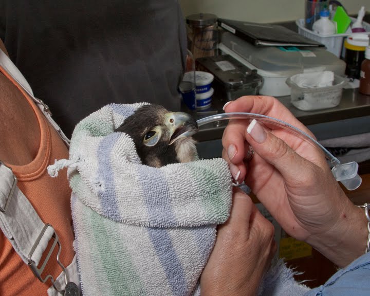 Liberty Wildlife Blog: 8/15/10 - 8/22/10