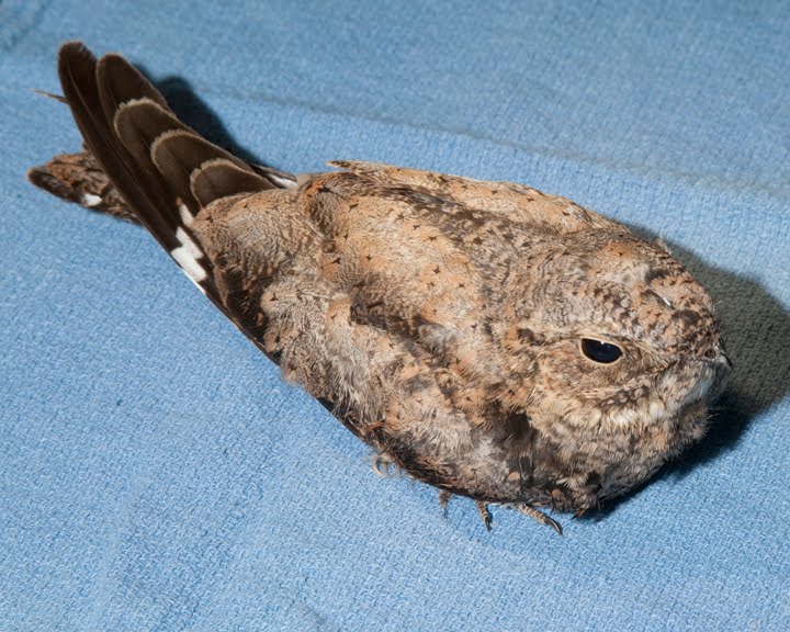 Liberty Wildlife Blog: This Week at Liberty 08/30/2010