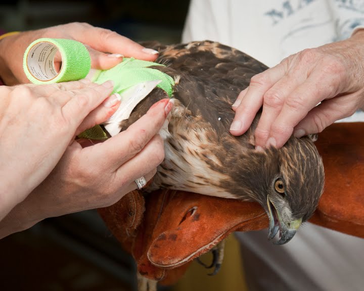 Liberty Wildlife Blog: 11/14/10 - 11/21/10