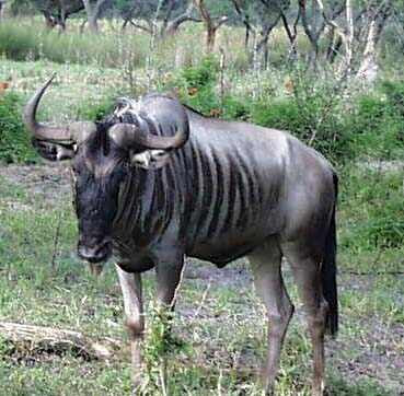 Pensar e Falar Angola: Gnu