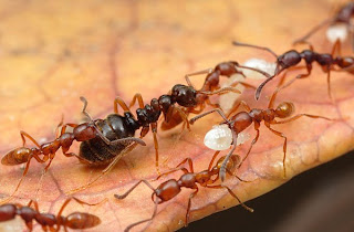 Formigóides: Como identificar a formiga rainha