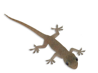 Diccionario Falconiano.