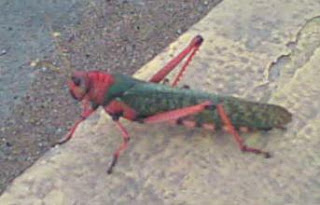 Diccionario Falconiano.