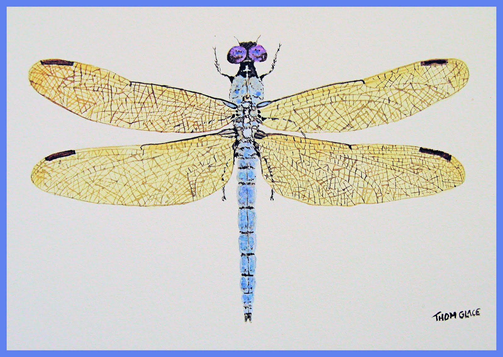 Daily Painters of Pennsylvania: 'Study of a Male Yellow-Sided Skimmer ...