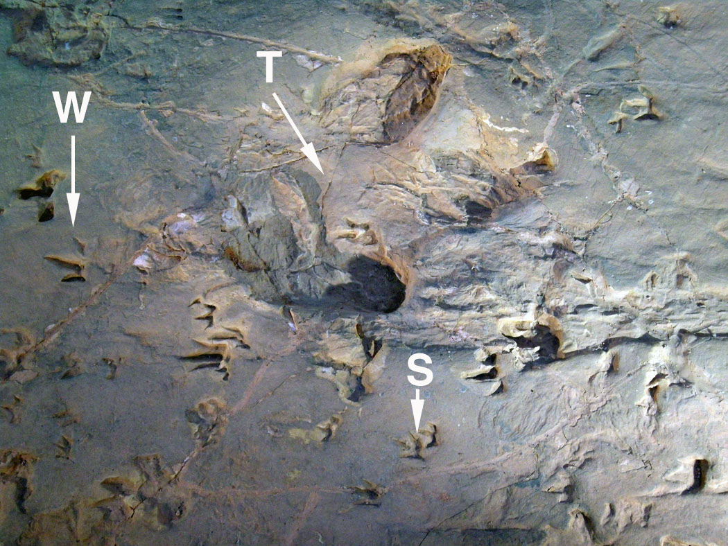 The Great Cretaceous Walk: A Trace Fossil by Any Other Name