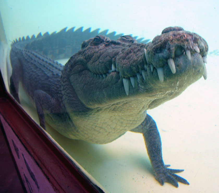 The Great Cretaceous Walk: Diving Down Under in the Cretaceous Sea