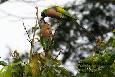 ALL-WILD...: Hungry Parakeets, Singapore.