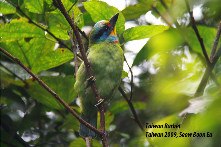 ALL-WILD...: Taiwan Endemic Species
