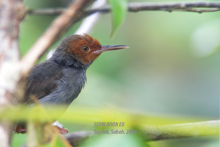 ALL-WILD...: Birding in Sandakan, Sabah
