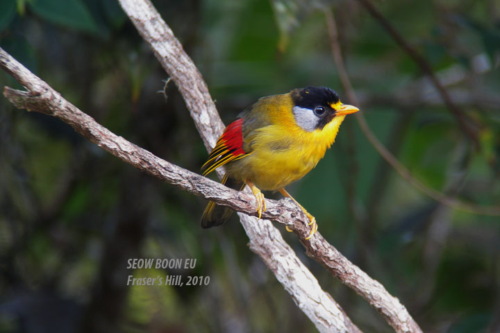 ALL-WILD...: Silvery Birds of Fraser's Hill