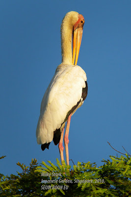 ALL-WILD...: Milky Stork at Chinese and Japanese Gardens, Singapore.
