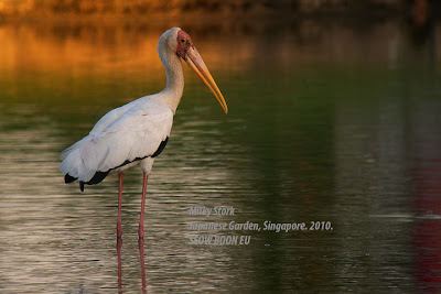 ALL-WILD...: Milky Stork at Chinese and Japanese Gardens, Singapore.