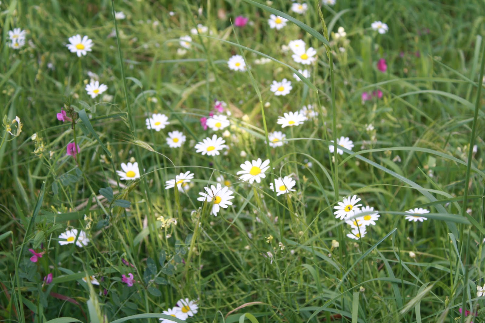 Cantinho da engorda: Sálvia e Erva Cidreira