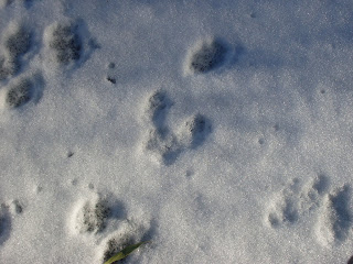 Urban Science Adventures! ©: Wordless Wednesday: Animal Tracks in the Snow