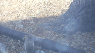 Urban Science Adventures! ©: Urban Wildlife Watch: Squirrels and Dreys